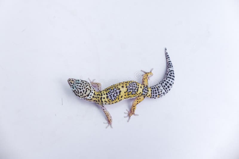 Philippines Gecko Snake Stock Photos - Free & Royalty-Free Stock Photos ...