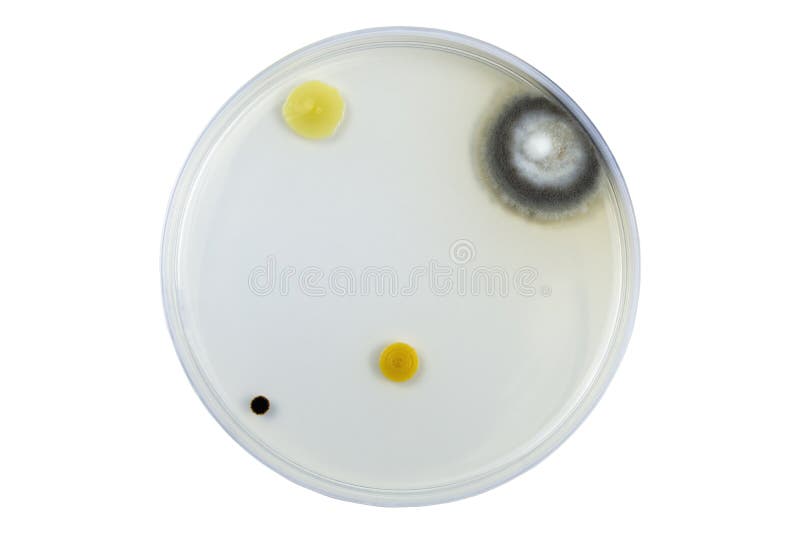Top View of Petri Dish and Culture Media with Bacteria on White ...