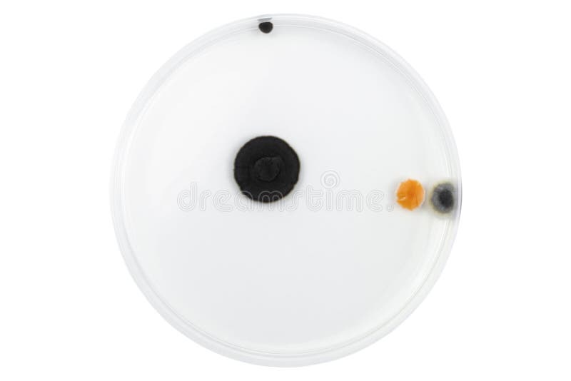 Top View of Petri Dish and Culture Media with Bacteria on White ...