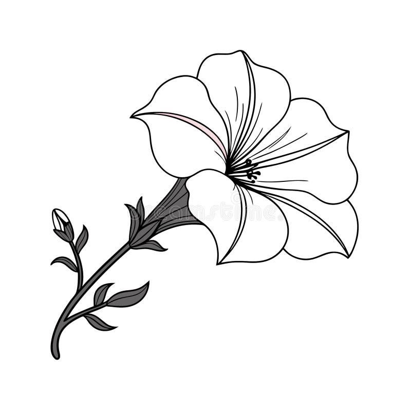 Top View Petunia Flower Illustration with Bold Outline Stock ...