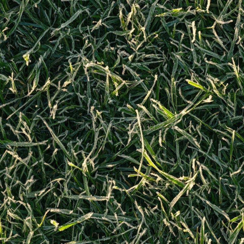 Top View Photo of Grass with a Layer of Thin Frost, Seamless Texture ...