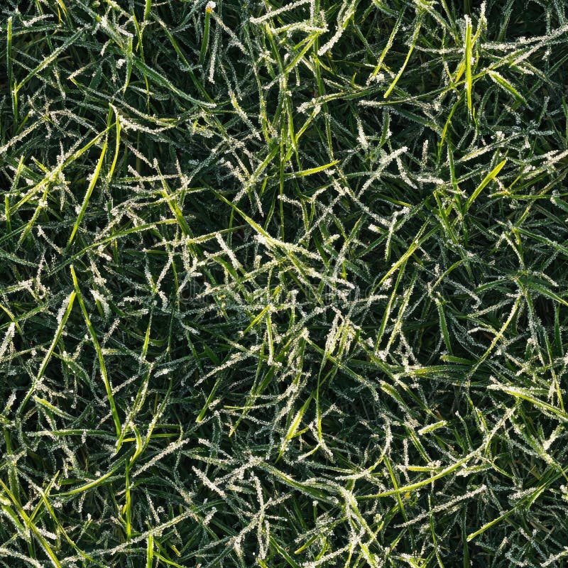 Top View Photo of Grass with a Layer of Thin Frost, Seamless Texture ...