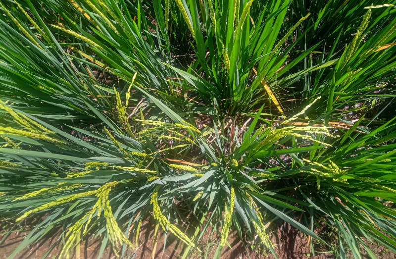 Top View Photo of Rice Grass in the Fields Stock Photo - Image of food ...