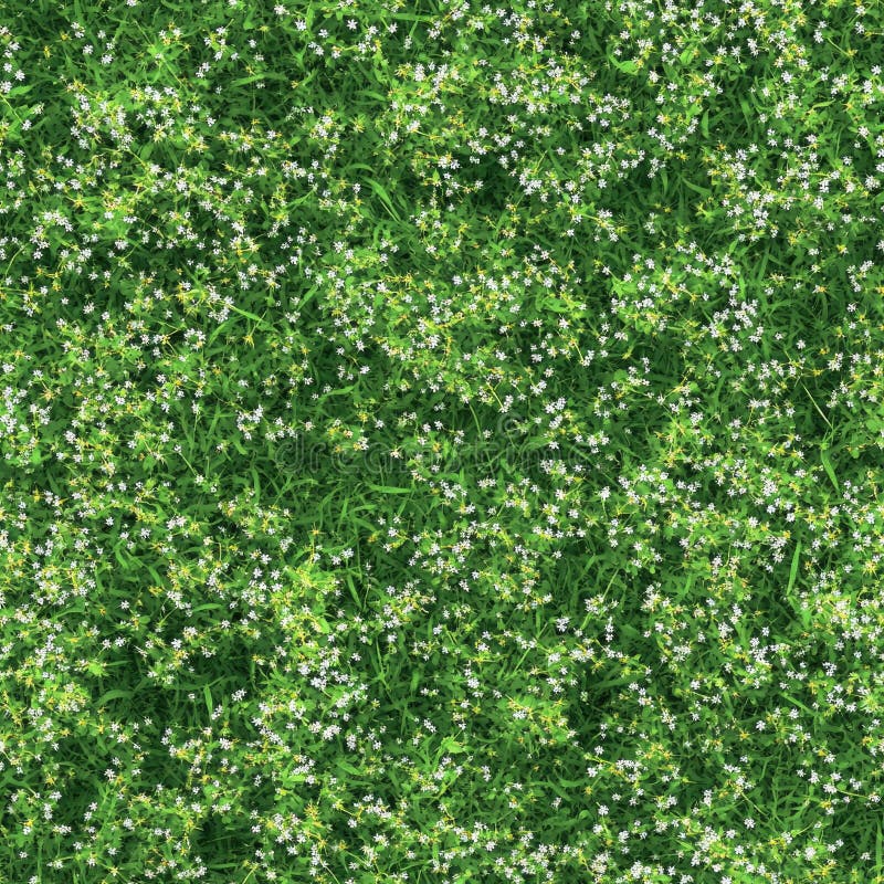 Top View Photo of Wild Grass with Tiny White Flowers, Seamless Texture ...