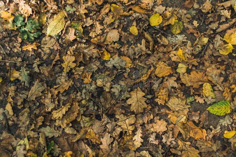 Top View of a Pile of Autumn Leaves on the Ground Stock Image - Image ...