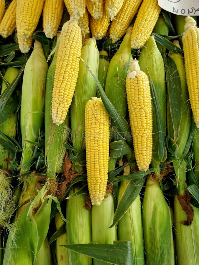 Top View of the Pile of Corns Stock Photo - Image of corns, food: 265282384