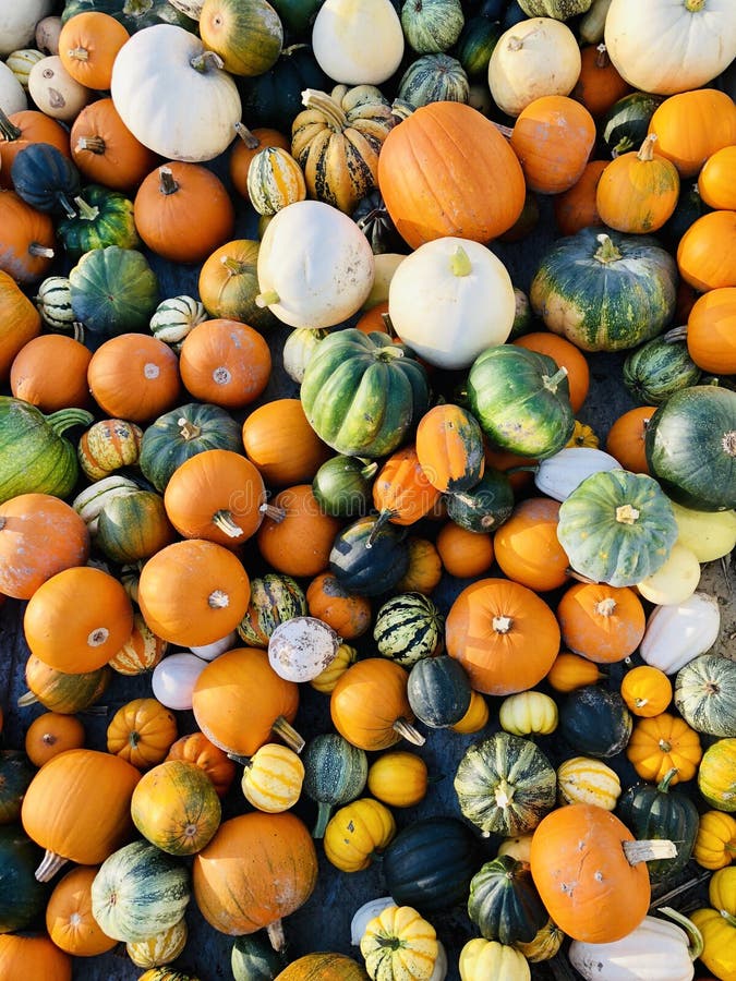Pile of pumpkins stock image. Image of autumn, ground - 127928613