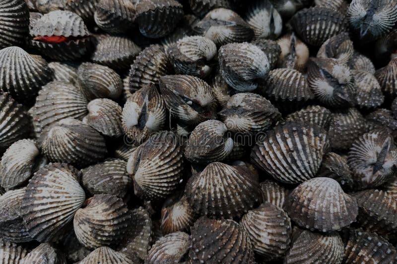 Pile of shells on beach stock photo. Image of nature - 37737504