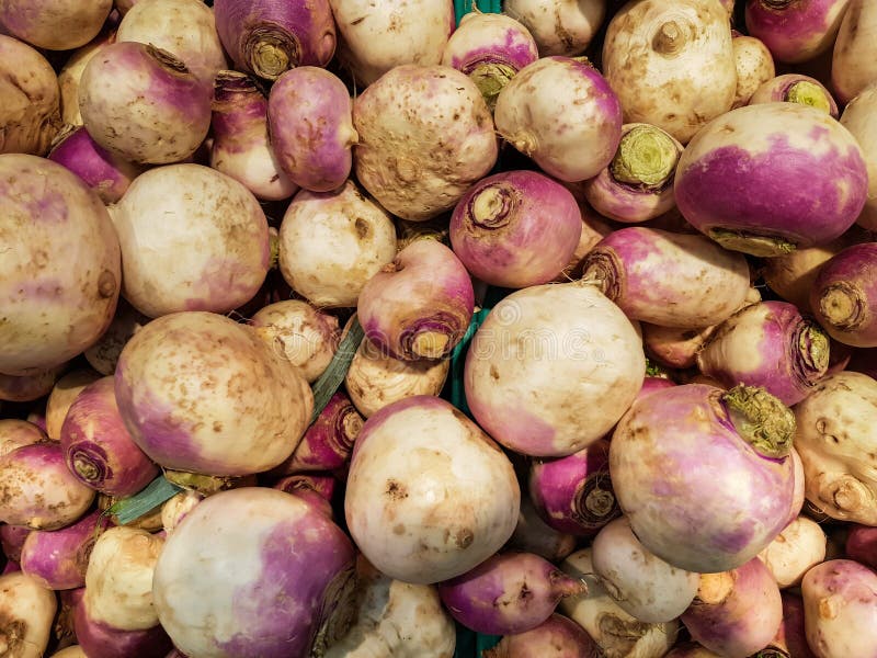 Pile of raw turnips stock photo. Image of earth, nutritional - 9100702