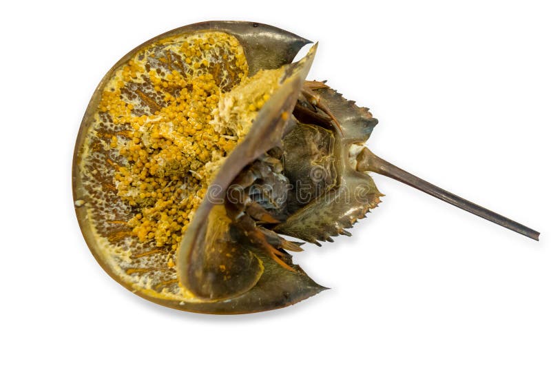 Top View of Pimp Sea and Many Eggs is Being Burnt, Focus Selective ...