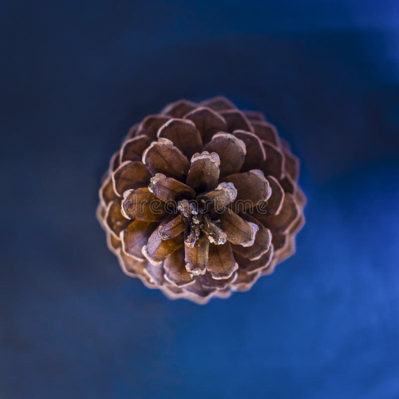 Top View of a Pine Cone Over Blue Background Stock Image - Image of ...