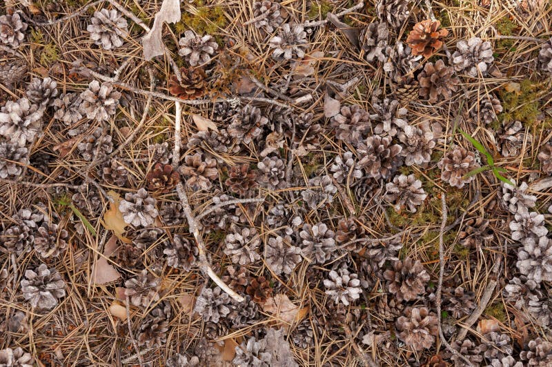 712 Scattered Carpet Stock Photos - Free & Royalty-Free Stock Photos ...