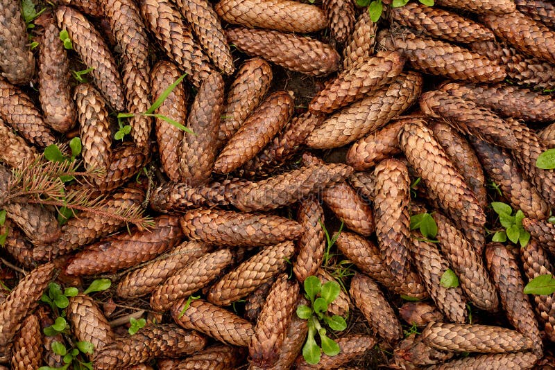 Top View of Pine Cones Situated on Ground in Forest, Heap of Cones ...