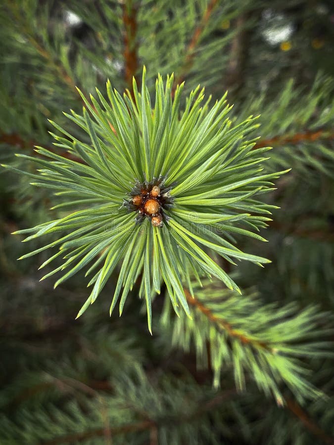Top view of a pine needle stock photo. Image of abstract - 193996338