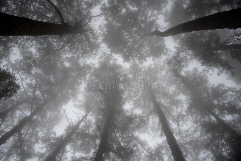 Top View Pine Trees and Fog in the Forest Stock Photo - Image of grey ...