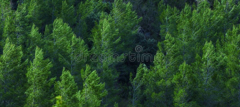Top View of Pine Trees in a Forest Stock Photo - Image of trees, tree ...