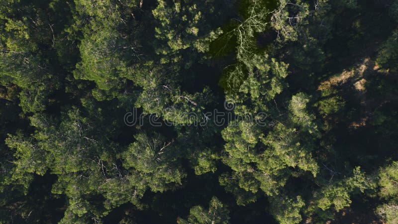 Aerial Shot of Top View of Pine Trees Shot with a Drone Stock Image ...