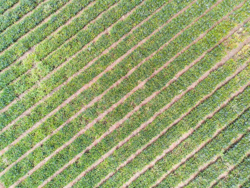 Top View of Pineapple Plantation Stock Photo - Image of drone, fruit ...