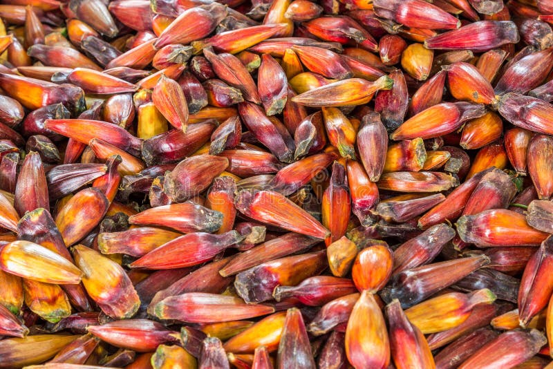 Top View of Pinhao - Brazilian Pine Stock Photo - Image of seed, pine ...