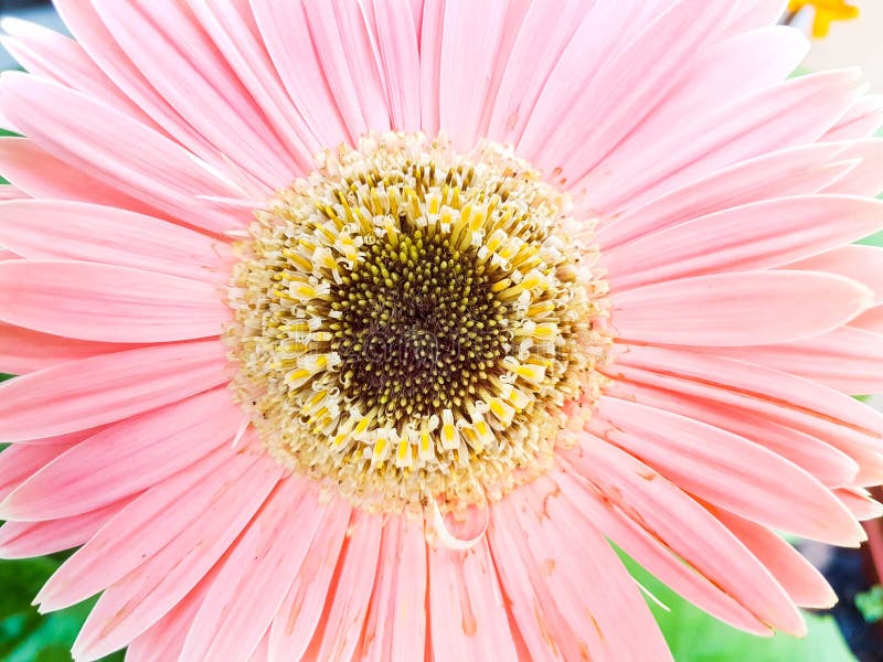 Top View of a Pink Barberton Daisy Growing in Sunlight Stock Image ...