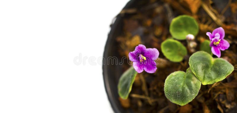 Top View of Pink Beautiful Orchid in a Pot Stock Photo - Image of ...