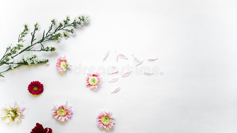 Top View of Pink Chrysanthemum Stock Image - Image of cute, garden ...