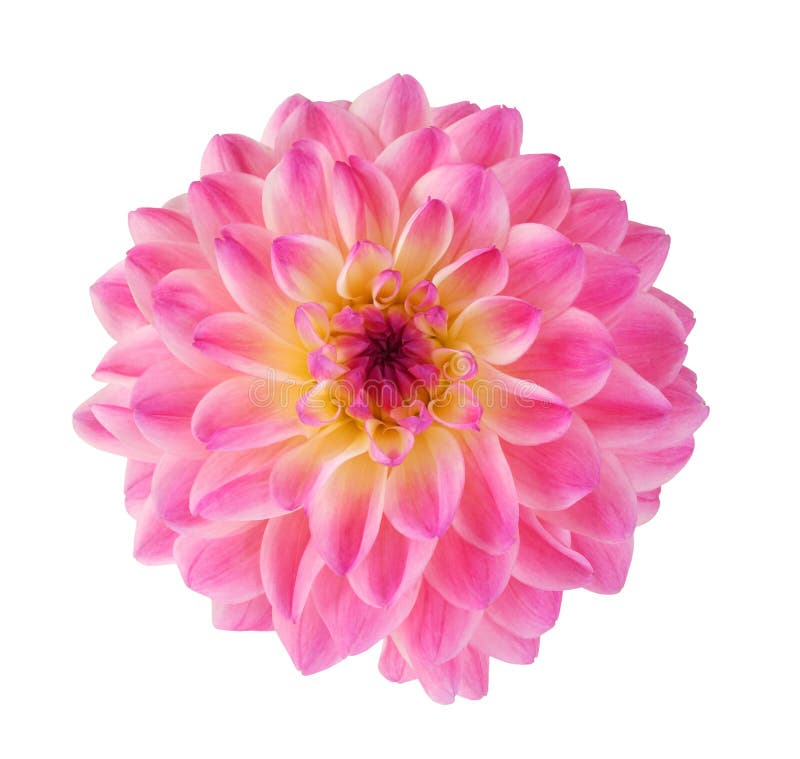 Top View of Pink Dahlia Flower Isolated on White Background Stock Photo ...