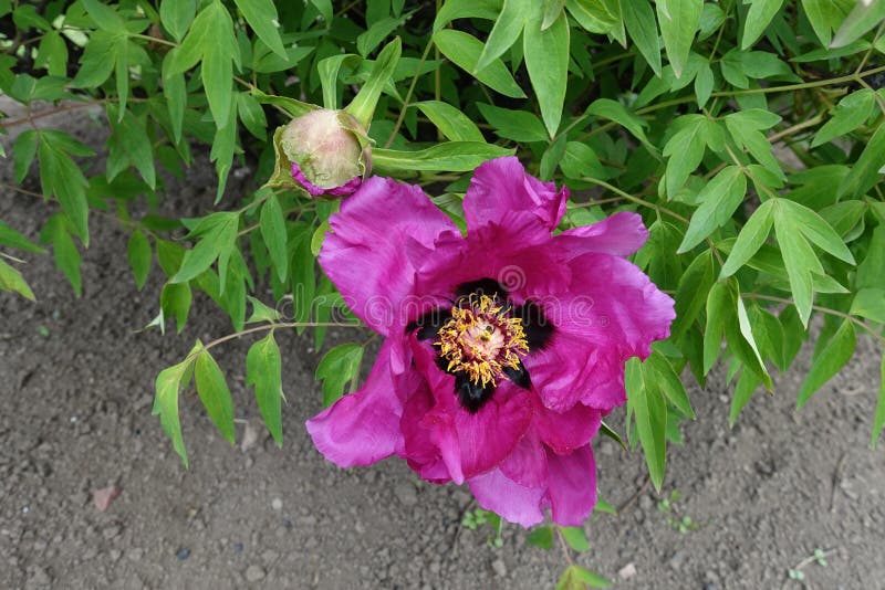 Top View of Pink Flower of Tree Peony Stock Photo - Image of peony ...