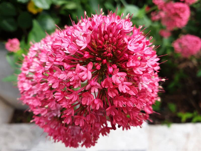 Pink flowers Centranthus stock image. Image of environment - 192269475