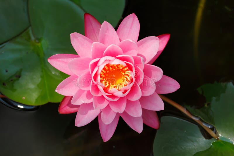 Top View of Beautiful Pink Lotus Stock Photo - Image of romance, pink ...