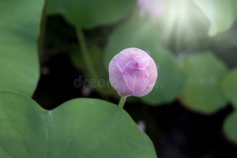 Top view of pink lotus. stock photo. Image of aquatic - 114865260