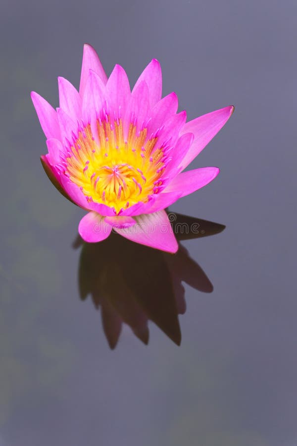 Pink lotus from top view stock image. Image of asia, summer - 46237493