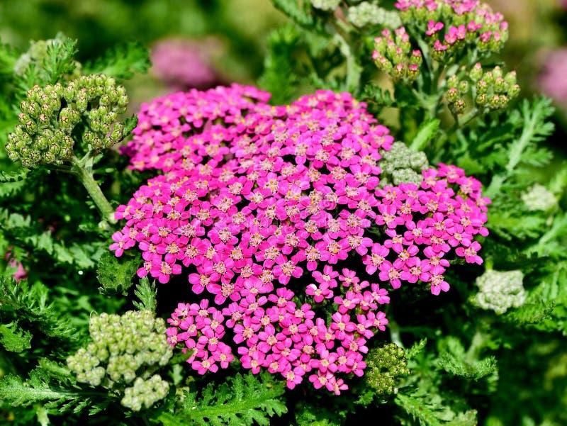 Top View of a Pink Milly Rock Rose Flower Plant Stock Photo - Image of ...