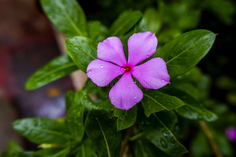 Top View of Pink Periwinkle Flower on Rain Drops Stock Image - Image of ...