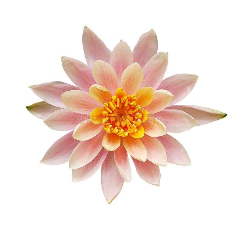 Top View of Pink Water Lily Flower Stock Image - Image of season ...