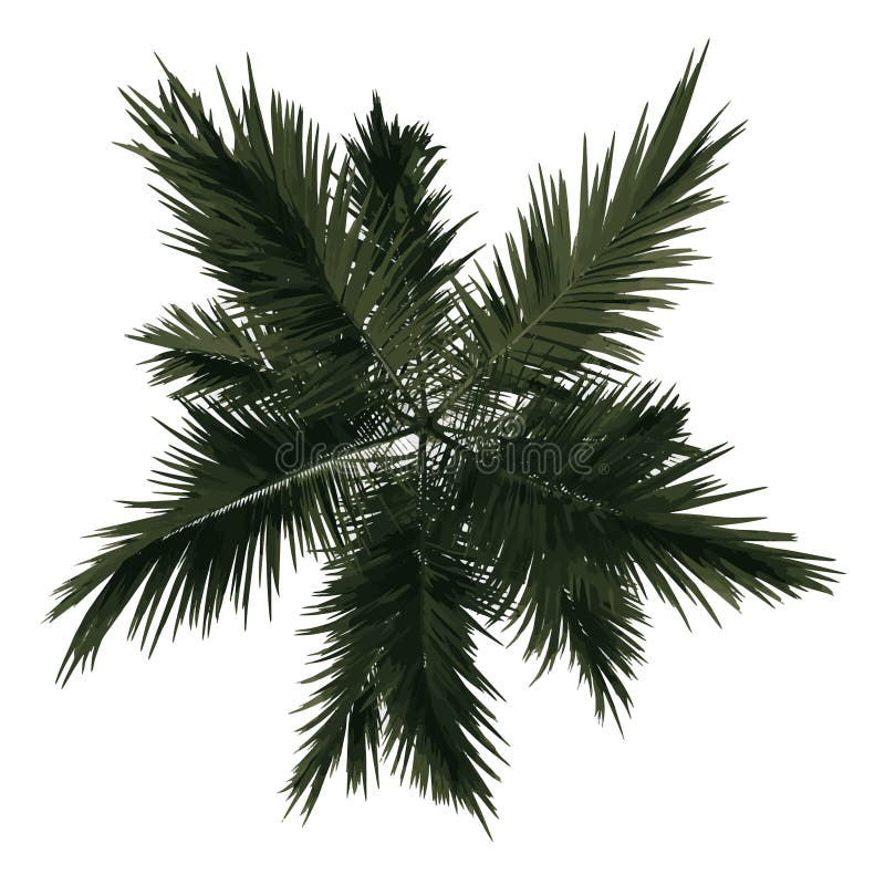Coconut Tree Top View Png