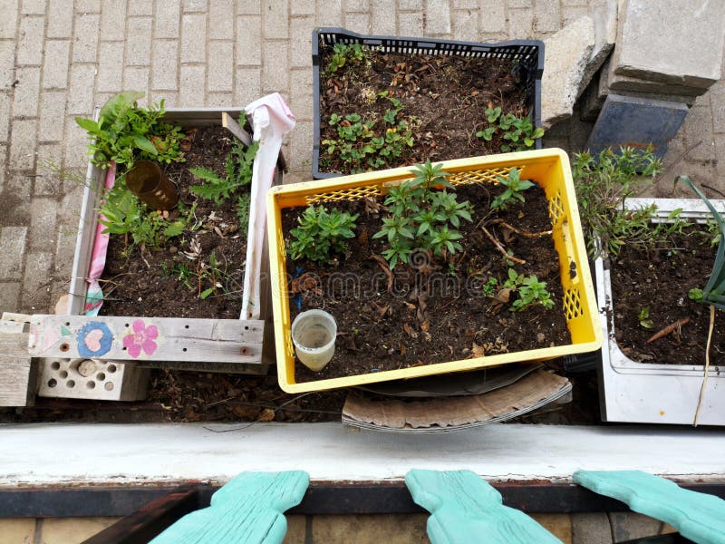 Top View of Plant Boxes in the Garden Stock Photo - Image of gardening ...