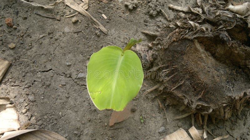 Top View of a Plant on the Earthy Ground, a Closeup Shot Stock Photo ...