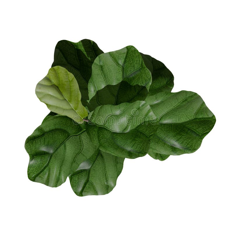 Top View of Plant (Fiddle Leaf Fig Tree) Tree Stock Image - Image of ...
