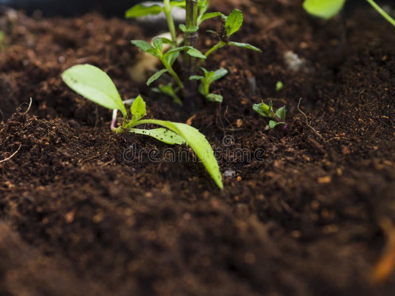 Top View Plant Soil. High Quality Photo Stock Image - Image of flora ...