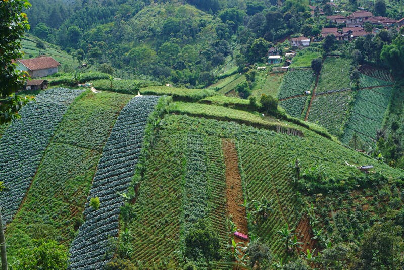 Top view of plantation stock photo. Image of grass, hill - 140198218