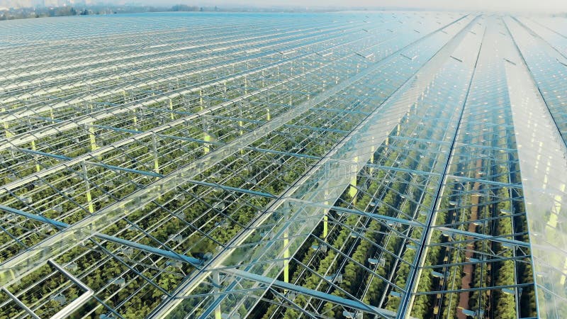Top View of Plants Inside of a Transparent Greenery Complex Stock Video ...