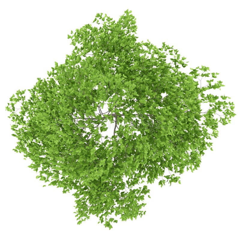 Top View of Plum Tree Isolated on White Stock Illustration ...