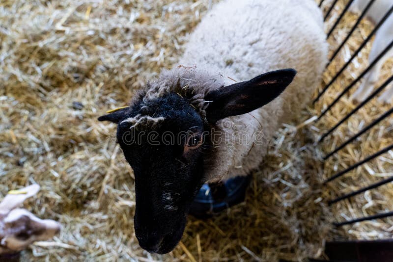 Top View Portrait of a Black Faced Sheep Inside Barn, Shed Stock Image ...