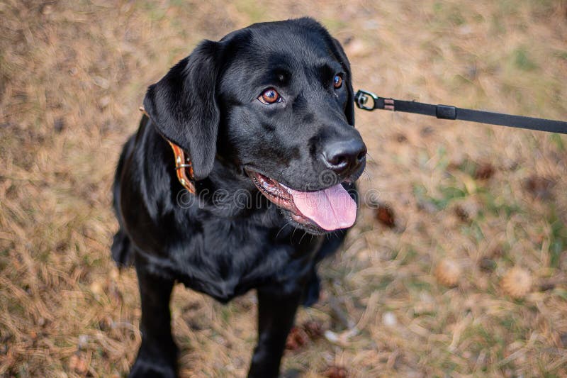 Top View, Portrait of a Black Labrador Dog Sitting in the Park Stock ... Top View, Portrait of a Black Labrador Dog Sitting in the Park Stock ...