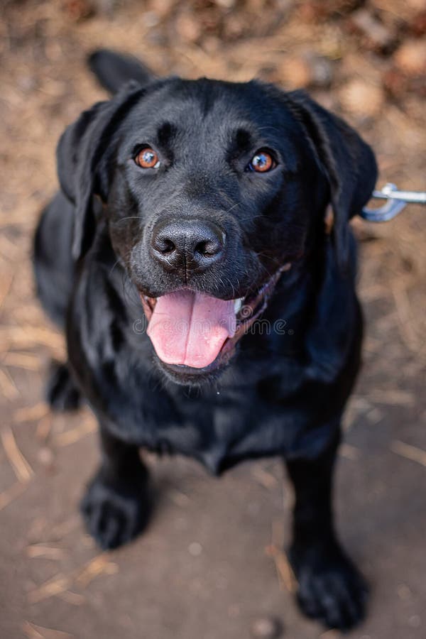 Top View, Portrait of a Black Labrador Dog Sitting in the Park Stock ... Top View, Portrait of a Black Labrador Dog Sitting in the Park Stock ...