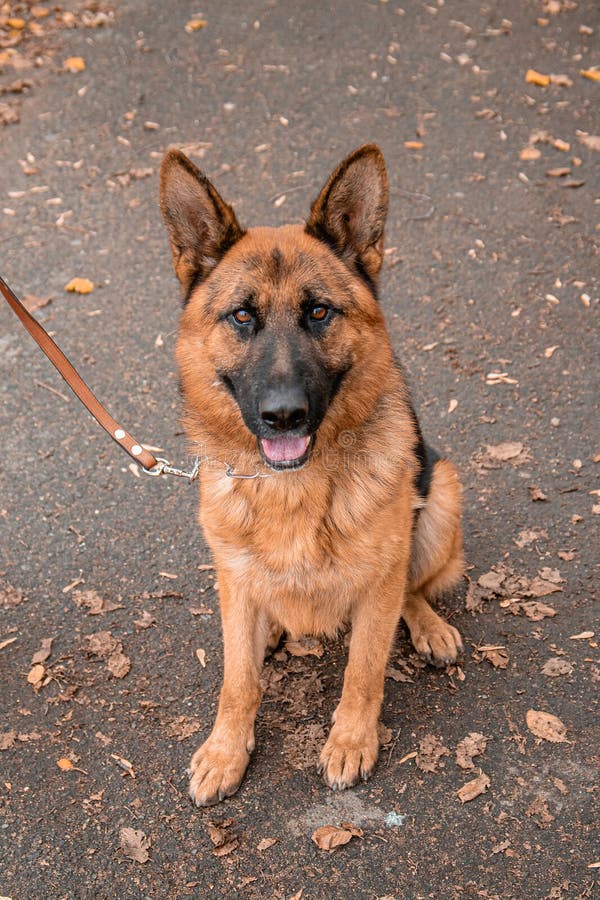 Top View, Portrait of a German Shepherd Stock Photo - Image of chain ...