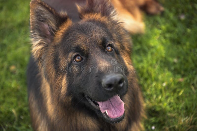Top View Portrait of Purebred German Shepherd Dog Stock Image - Image ...