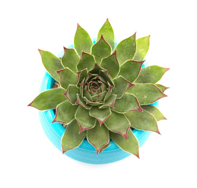 Top View Pot of Green Succulent Plant on White Background Stock Photo ...