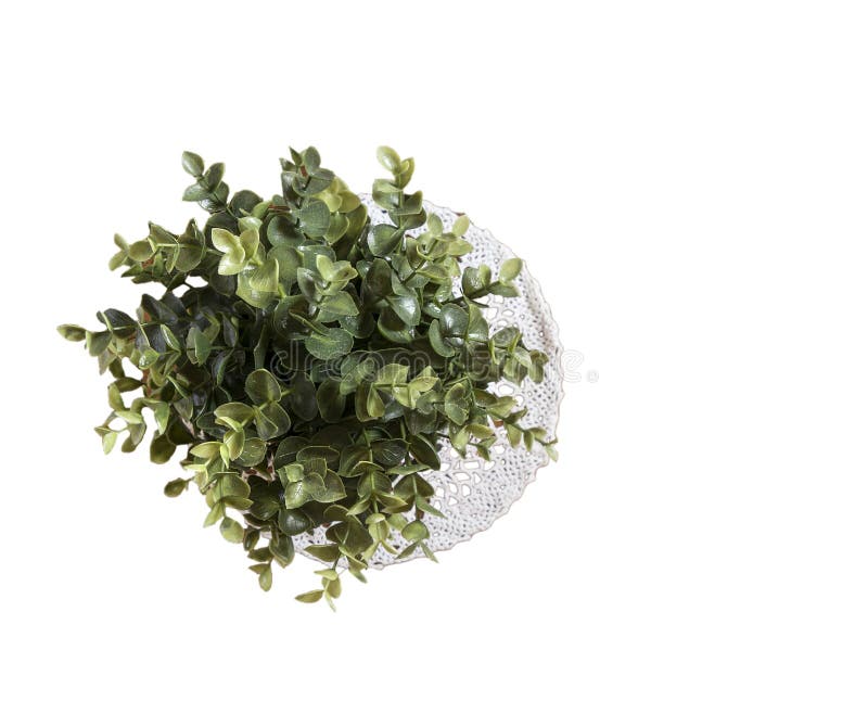 Plant Pot Top View Png Stock Photos - Free & Royalty-Free Stock Photos ...